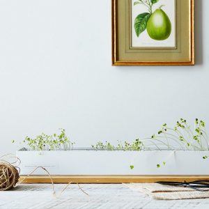 how-to-know-spoiled-seeds - Craftionary