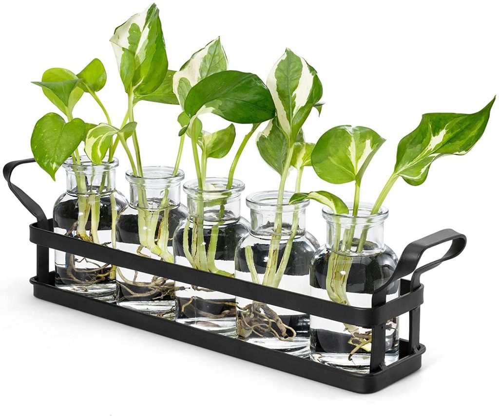 Make plant propagation station that works without test tubes - Craftionary