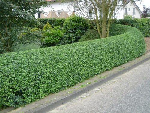 50 Fast growing plants for privacy to best screen backyards - Craftionary