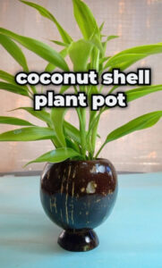 30 Shell Crafts - Crafting with Seashells and Nutshells - Craftionary