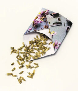 DIY Seed Packet Ideas: 20 Presentable Ways to Repack and Gift - Craftionary
